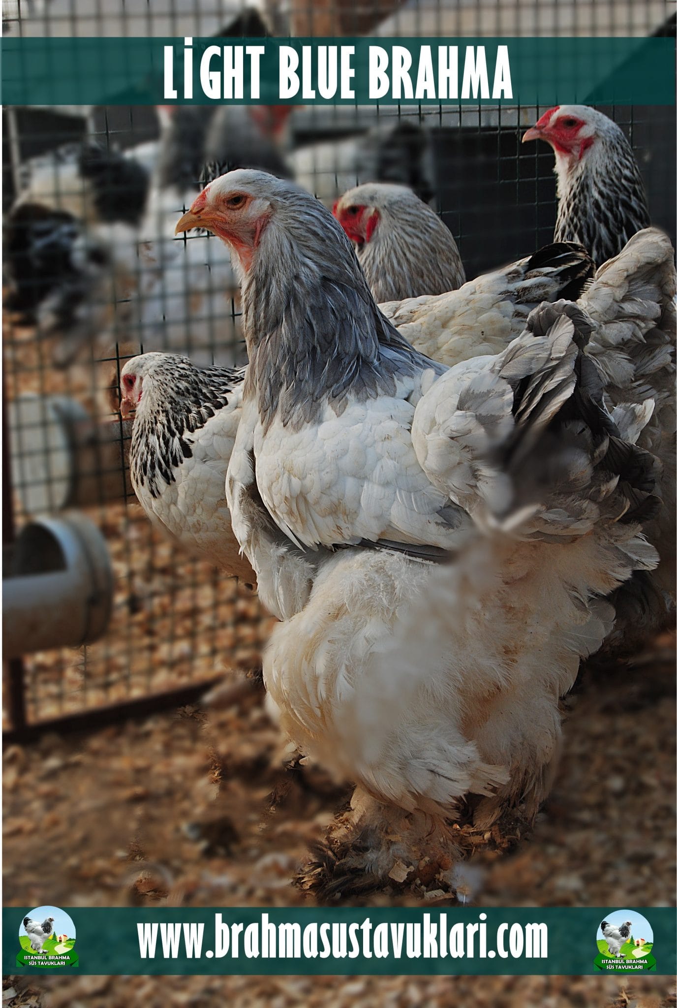Light Blue Brahma Tavukları Özellikleri